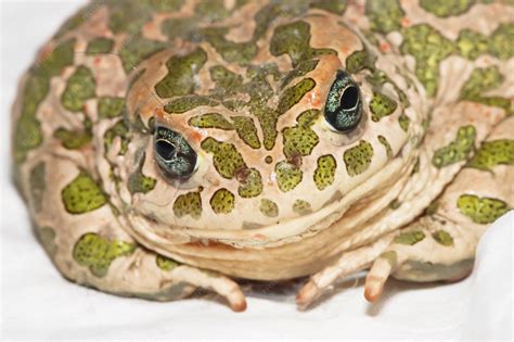 Premium Photo Big Ugly Frog Common European Toad Bufo