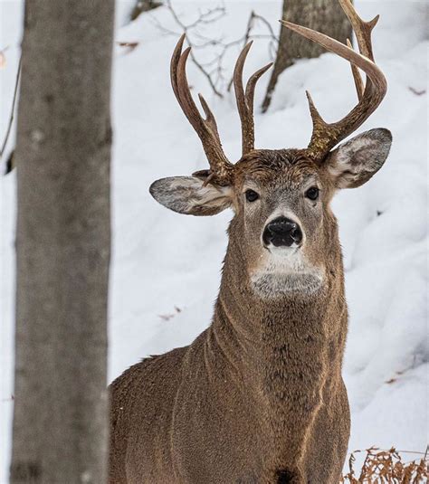 Как установить гит на Bitrixvm под Centos 7 Karoche