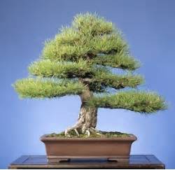 Photos Of Classical Masterpiece Bonsai Trees