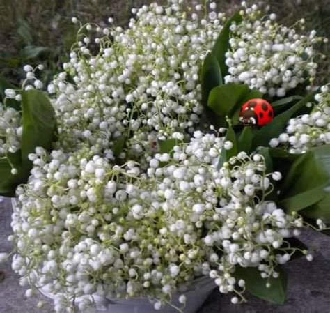 Нежна Я чакай да ти разкажа една приказка Ясмин За