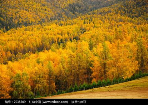 新疆白哈巴白桦林秋季风光高清图片下载红动中国