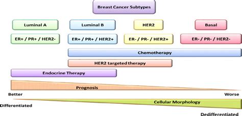 Breast Cancer Schematic Classification Of Breast Cancer Subtypes With