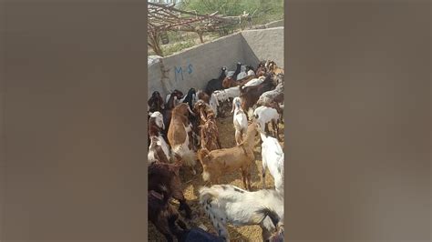 الماعز الأبيض يمارس الحب مع الماعز الحمراء Goat Beautifullgoats