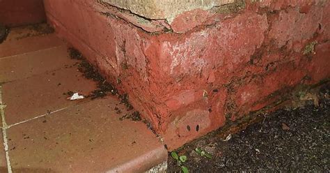 Spalling Bricks And Damp Any Ideas How To Fix Album On Imgur