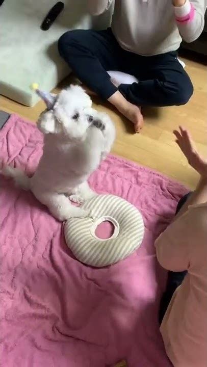 박수 엄청 잘치는 강아지 Youtube