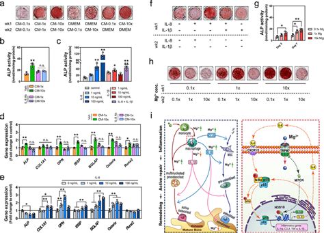 The Effects Of Mg²⁺ And Its Modulated Inflammatory Microenvironment On