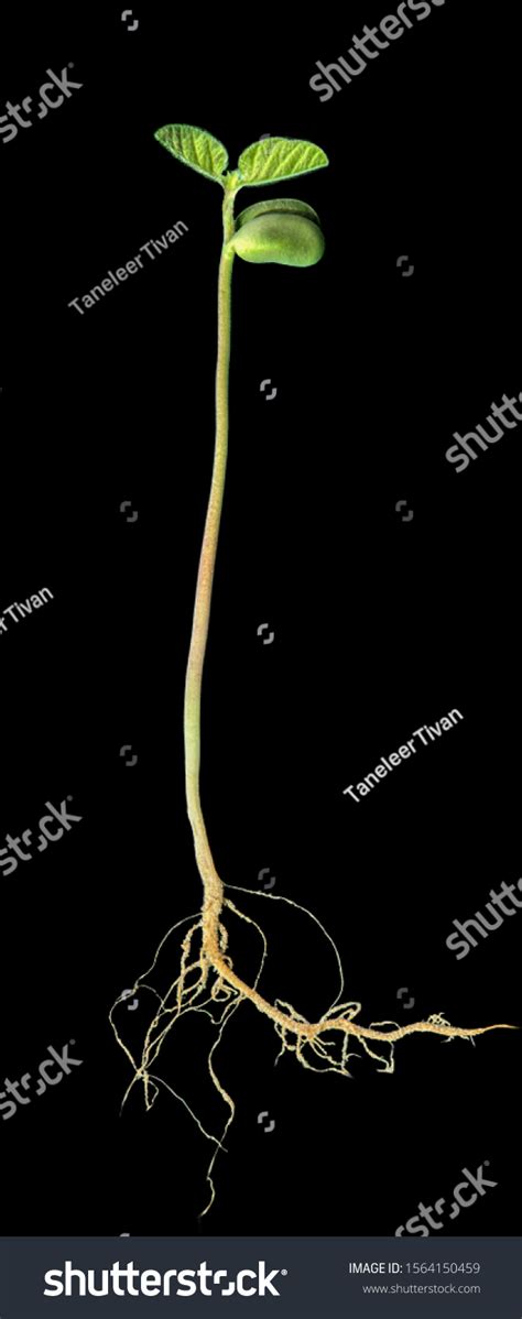 Soybean Seedling Root System Stock Photo 1564150459 Shutterstock