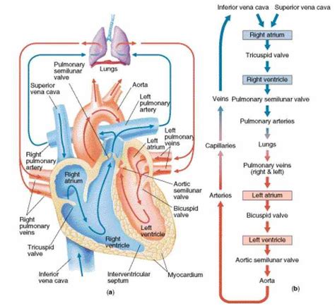 Flow Diagram Flow Of Blood Through Heart Follows A Very Deliberate Path