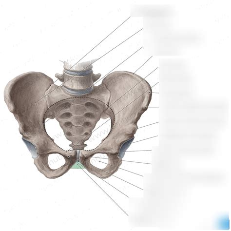 Hip And Pelvis Bones Diagram Quizlet