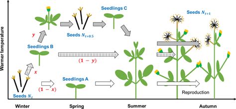A Schematic Diagram Illustrating The Life History Of B Pilosa Var
