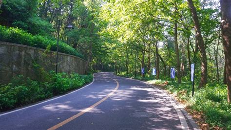 Tree Forest Urban Highway Path Road Powerpoint Background For Free