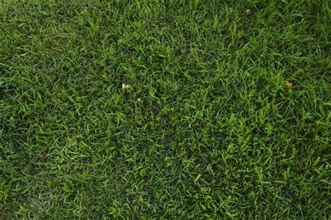 Premium Photo Grass Texture Background Yard Green Field Garden