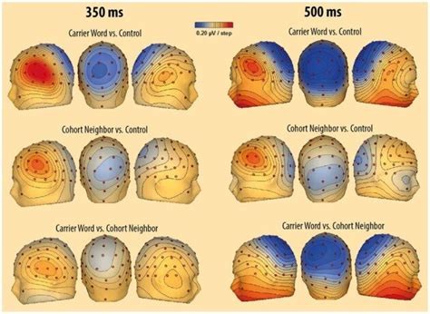 Scalp Topography Of Voltage Differences Between The Unrelated Condition Download Scientific