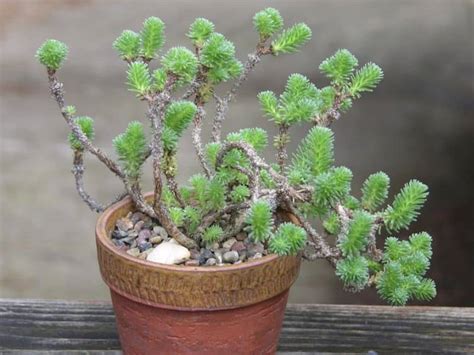 Growing And Caring For A Joshua Tree Bonsai Yucca Brevifolia Florgeous