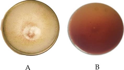 A Pure Mycelium Of Ganoderma Gibbosum B Red Brownish Zone Of Download Scientific Diagram