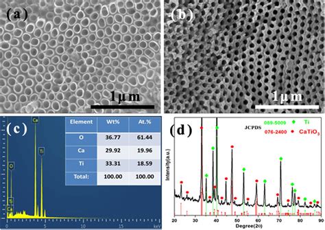 The Morphologies Of Prepared A Tio2 Nanotube Tnt B Catio3 Cto Download Scientific