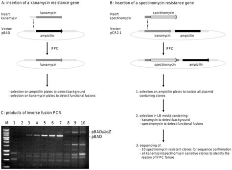 Directional Cloning Plos One