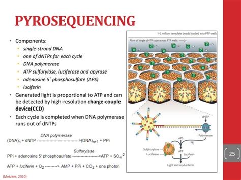 Introduction To Next Generation Sequencing Pptx Chemistry Science
