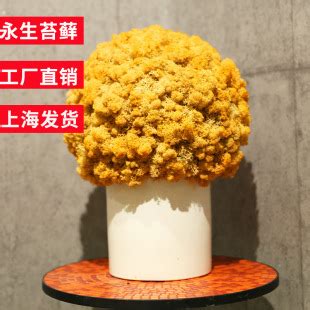 永生苔藓饰品永生花盆栽仿真花仿真绿植墙家居装饰室内摆件批发 阿里巴巴
