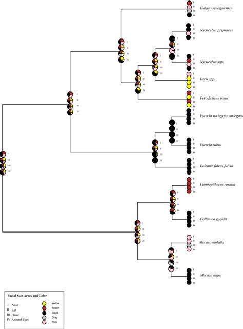 Ancestral State Reconstruction Of Lorisidae Skin Color Using 1000