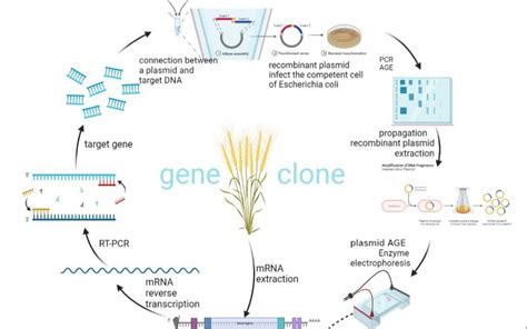 分子生物学 基因克隆流程分析1 哔哩哔哩