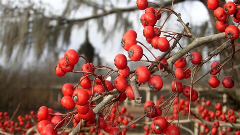 Hawthorn Tree Berries How To Make Hawthorn Tincture • Lovely Greens
