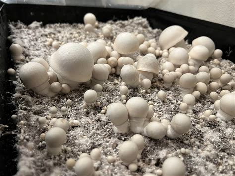 [actives] P Cubensis Isolated Mutation R Mushroomgrowers