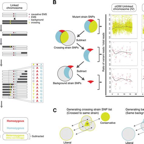 Variant Discovery Mapping A Schematic Representation Of Two Extreme Download Scientific
