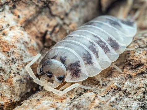 Porcellio Laevis “dairy Cow” Isopod Site