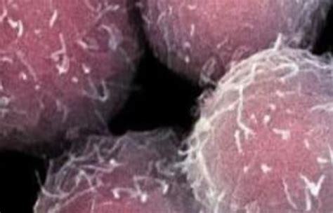 Ipsc Reprogramming Protocol Using Sendai Virus Mediated Gene Transfer Creative Bioarray