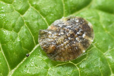 Madly Tinkering 141 A Strange Flat Bug