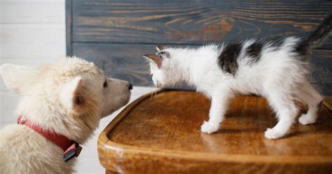 소박한 배경에 나무 의자에 작은 새끼 고양이와 놀고 있는 귀여운 흰색 강아지 새 집에서 털복숭이 친구들 입양 개념 사진 Unsplash의 개 이미지