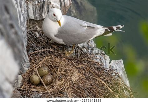 Photo De Stock Une Mouette Dans Un Nid Sur 2179641855 Shutterstock