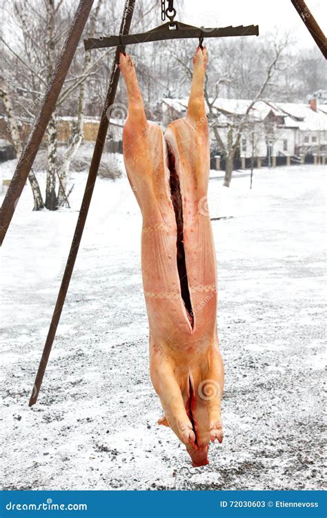 Whole Pig Carcass Hangingtraditional Pig Slaughter Stock Image