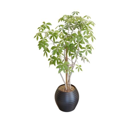 Analytic Splatting Viewer Examples