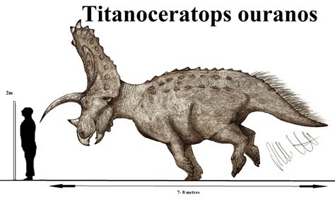 Titanoceratops Size