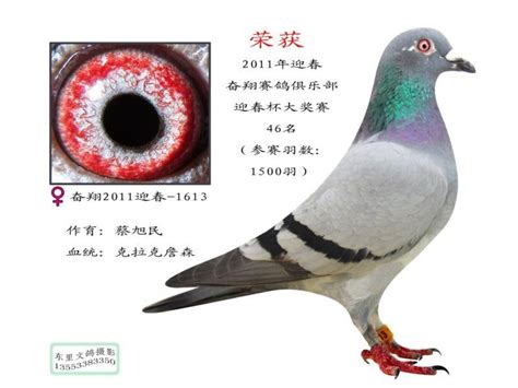 詹森信鸽介绍 正宗詹森8只信鸽图片 纯詹森鸽特征 大山谷图库