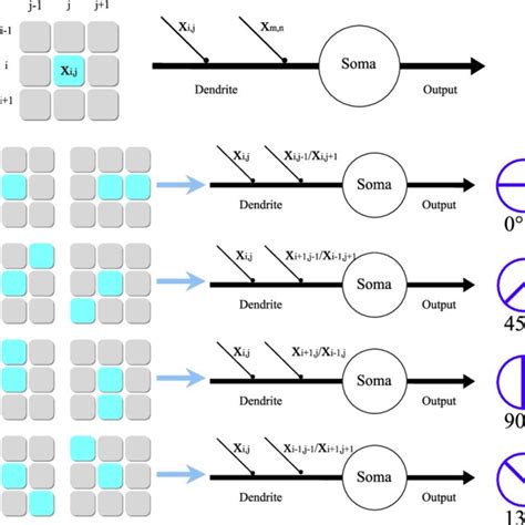 Illustration Of The Four Orientation Detection Neurons Download