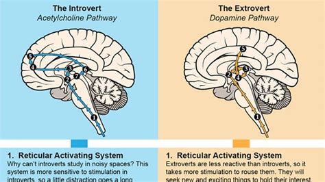 Developing An Introverts Superpower Delve