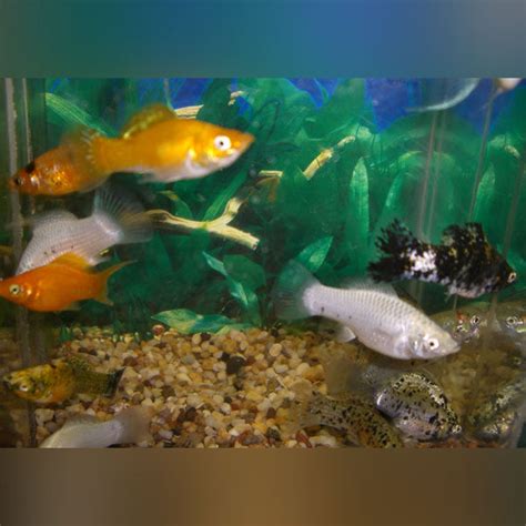 Assorted Sailfin Mollies For Sale