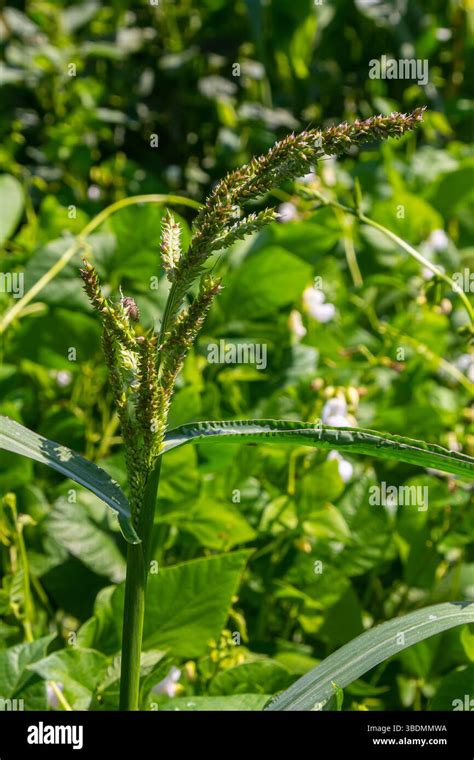 Echinochloa Crus Galli Commonly Known As Cockspur Or Cockspur Grass