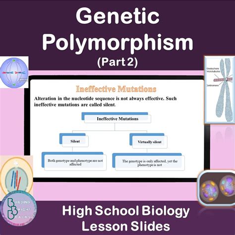 Genetic Polymorphism Part 2 Powerpoint Lesson Slides High School Biology Made By Teachers