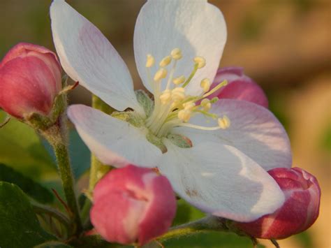 무료 이미지 봄 나무 복숭아 꽃잎 꽃 피는 식물 육상 식물 Pedicel 작은 가지 초본 식물 식물 줄기 악의에 찬 야생화 다년생 식물 백합 가족