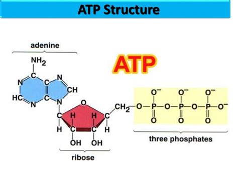 Illustrating The Structure Of The Adp Molecule