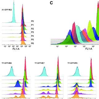 Analysis Of Single Cell Expression Using GFP As A Model Protein A B