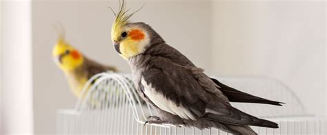 The 5 Most Common Pet Birds And The Expertise Needed To Care For Them The 5 Most Common Pet Birds And The Expertise Needed To Care For Them