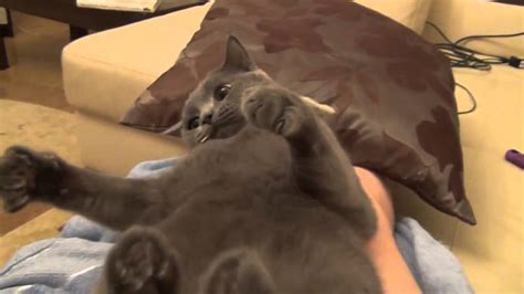 Кот лает как собака Youtube