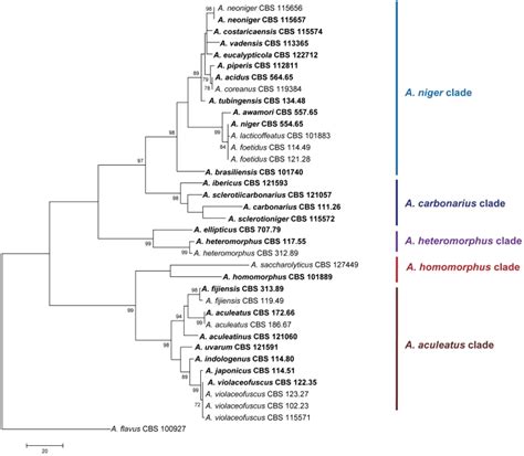 One Of The Mp Trees Obtained Based On Phylogenetic Analysis Of Download Scientific Diagram