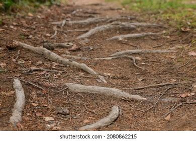 Tree Roots Visible Images Stock Photos D Objects Vectors Shutterstock