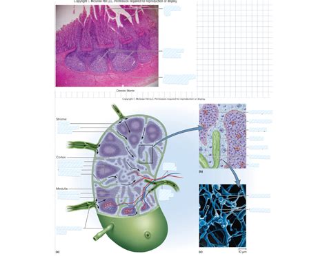 Lymph Test Quiz Lymph Test Quiz